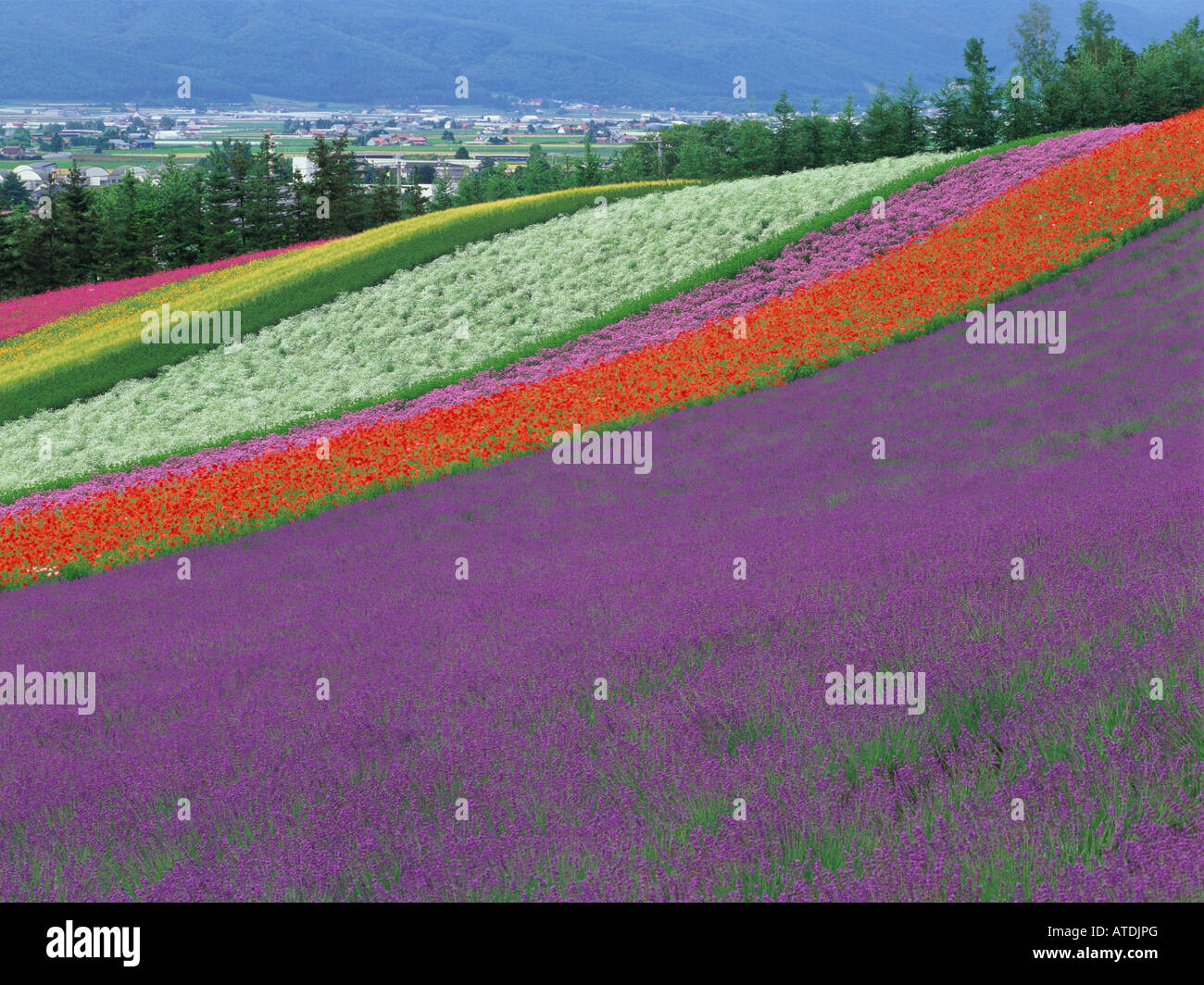Flower farm, Hokkaido, Japan Stock Photo - Alamy