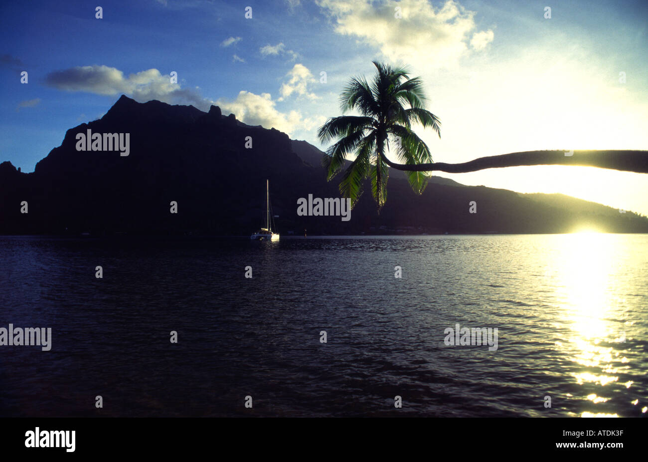 Palm Trees Cooks Bay Moorea Tahiti French Polynesia Stock Photo - Alamy