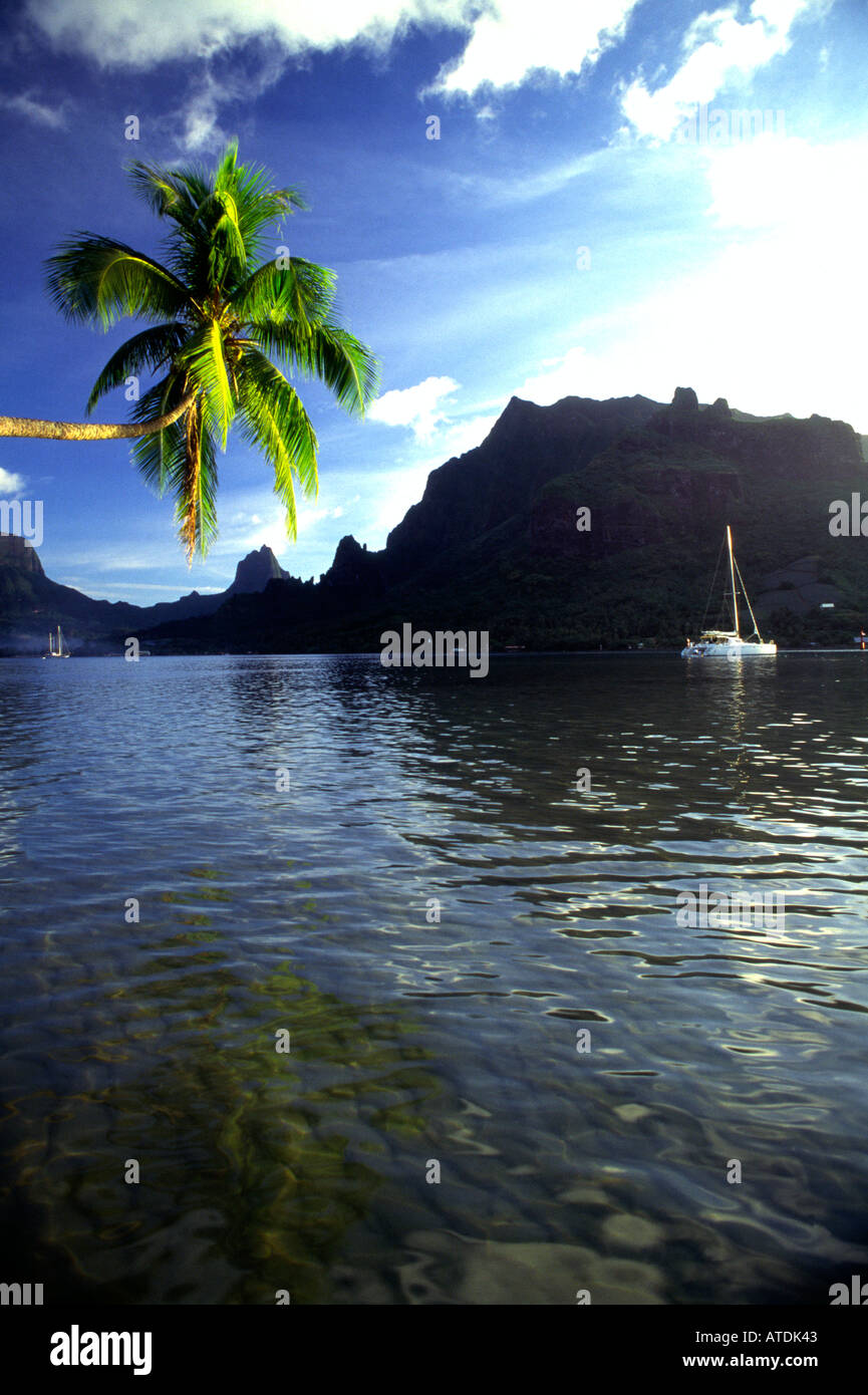 Palm Trees Cooks Bay Moorea Tahiti French Polynesia Stock Photo - Alamy
