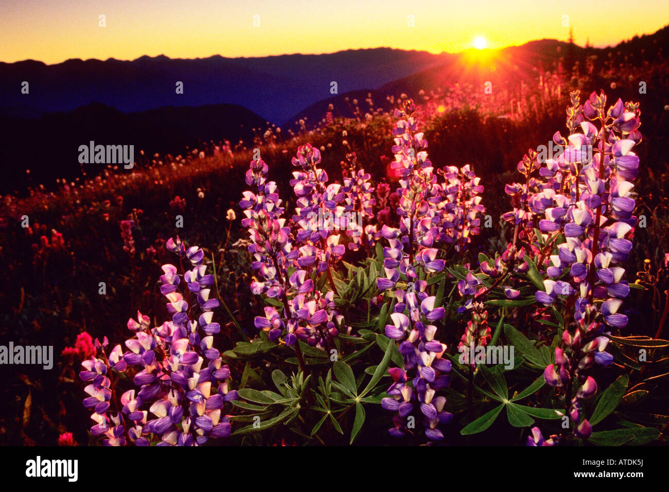 Sunset over Hurricane Ridge, Olympic National Park, Washington State ...