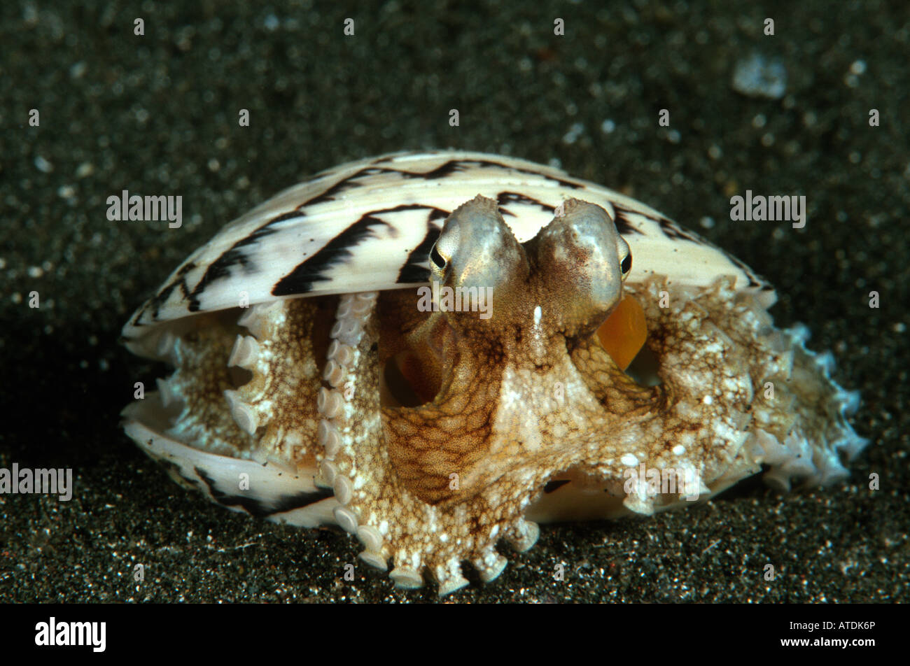 Octopus with shell hi-res stock photography and images - Alamy
