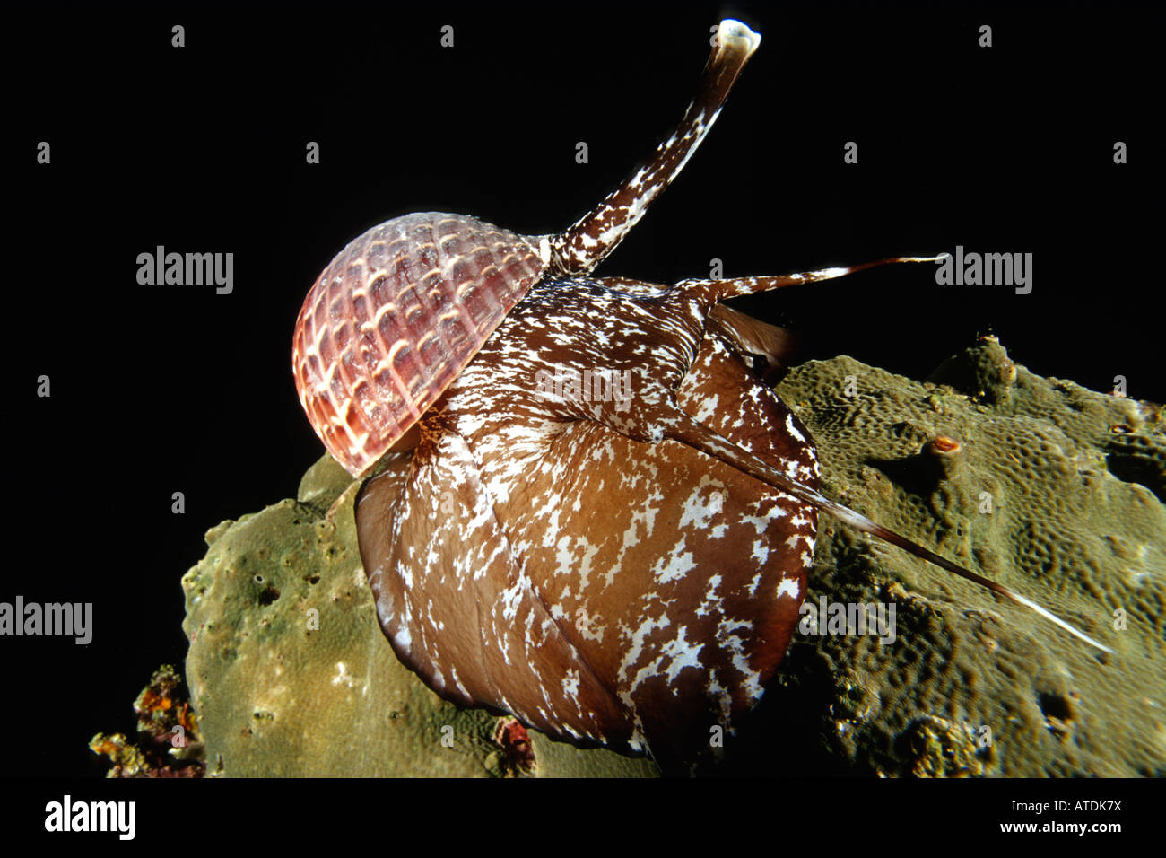 Tun shell hi-res stock photography and images - Alamy