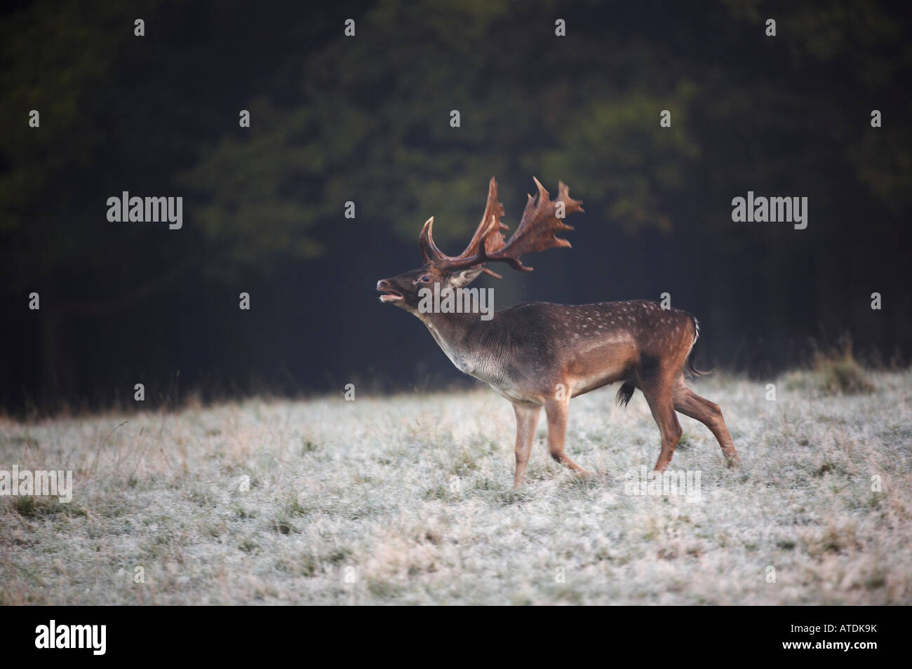 Fallow Deer Buck (Dama Dama Stock Photo - Alamy