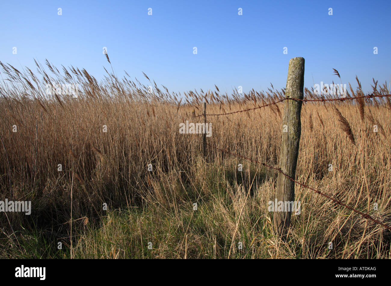 barbed wire fence leading into reed beds Stock Photo - Alamy