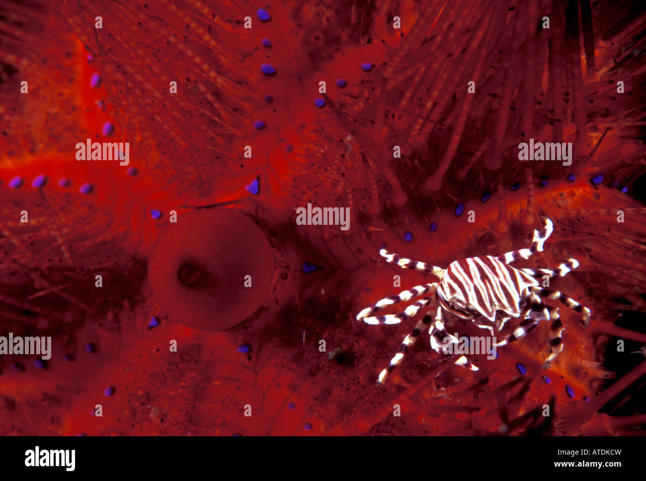 Zebra Crab High Resolution Stock Photography and Images - Alamy