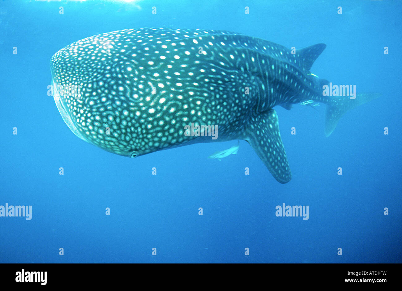 Whale Shark Rhincodon typus Indian Ocean Seychelles Stock Photo - Alamy