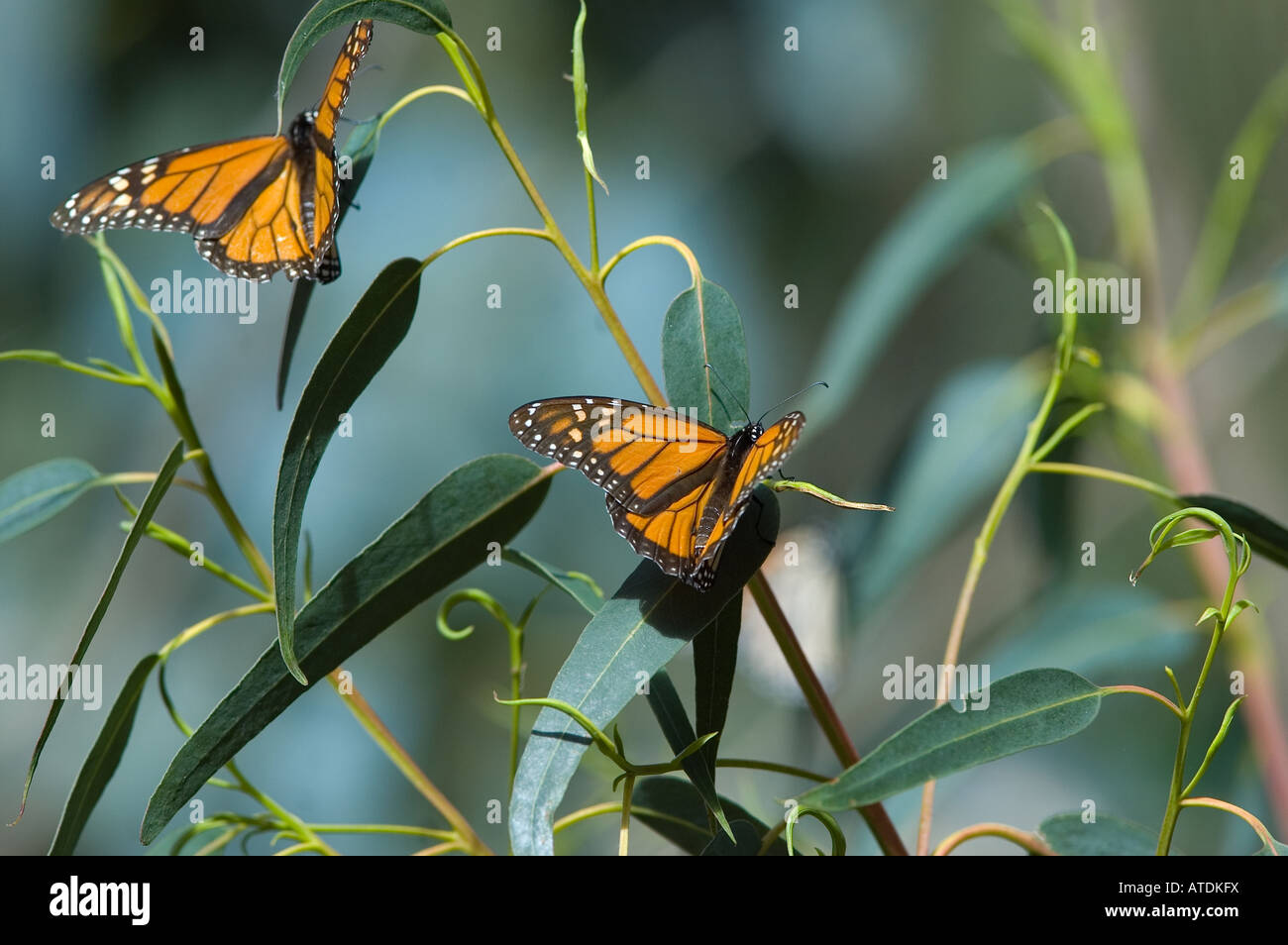 (Danaus plexippus) monarch butterfly Stock Photo - Alamy (Danaus plexippus) monarch butterfly Stock Photo - Alamy