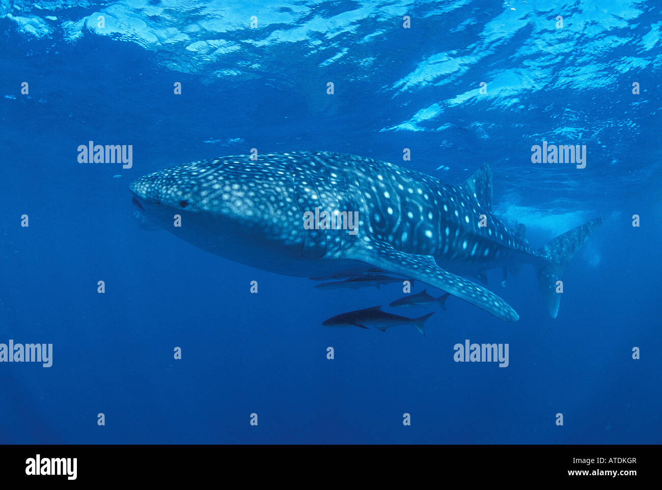 Ningaloo reef coral hi-res stock photography and images - Alamy