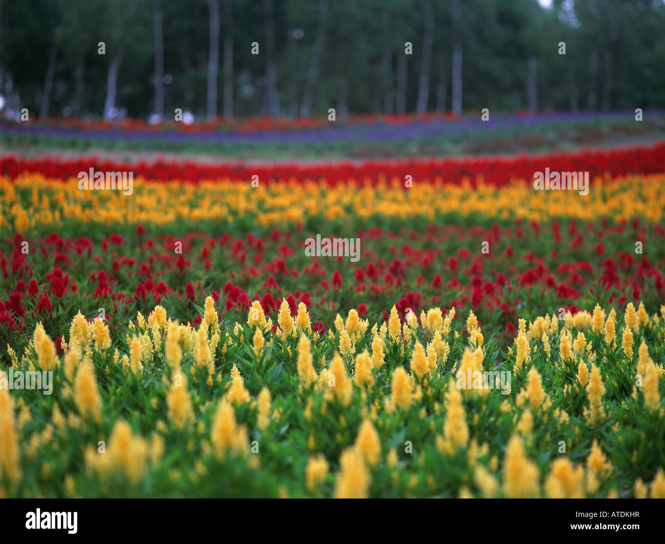 Flower farm, Hokkaido, Japan Stock Photo - Alamy