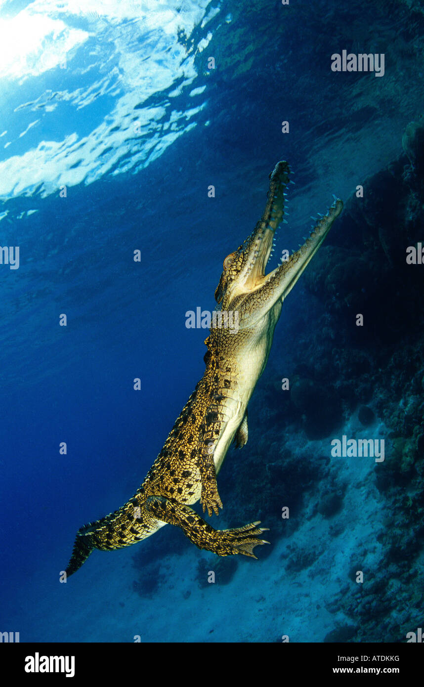 Diving with crocodiles hi-res stock photography and images - Alamy