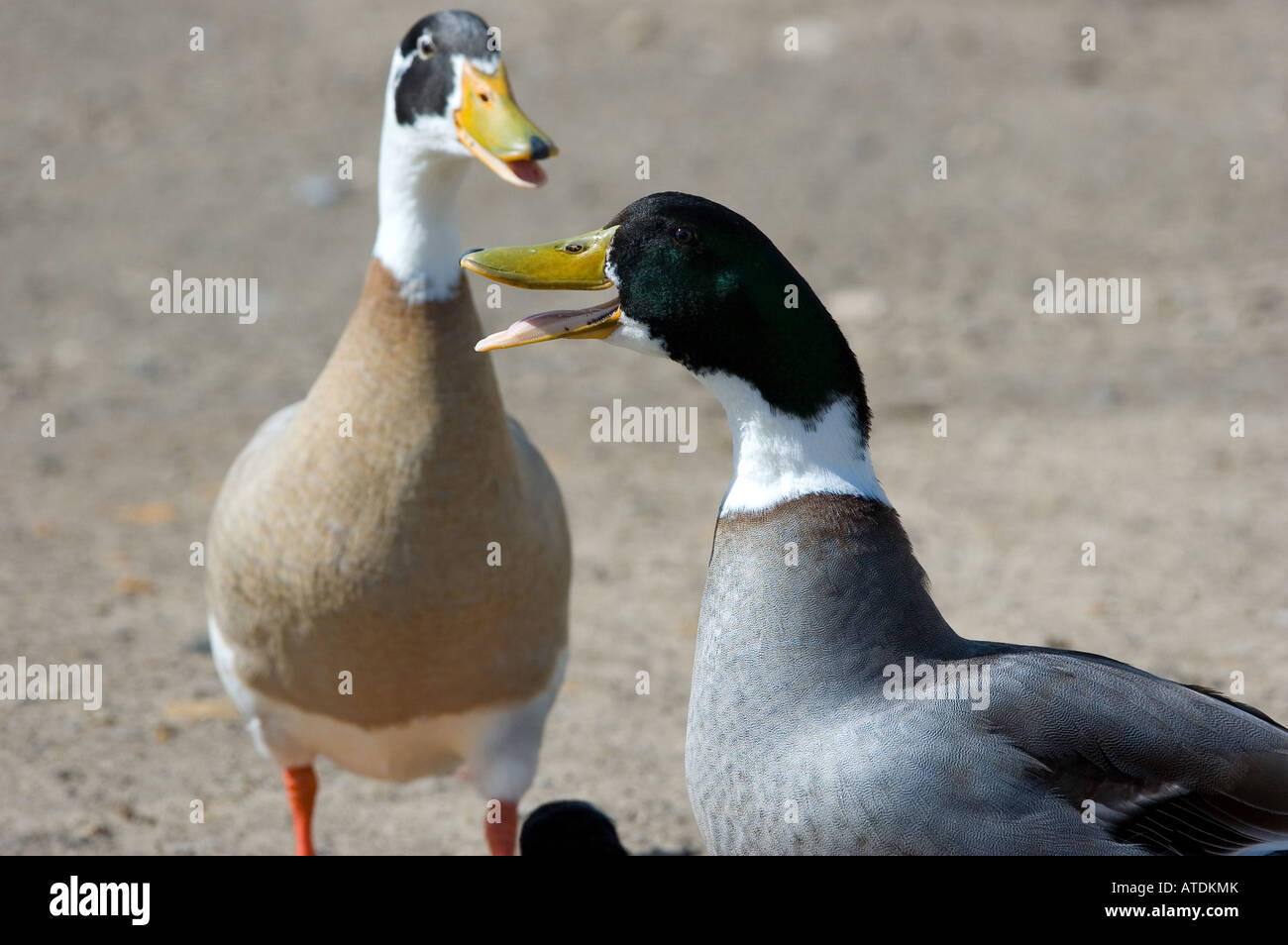 Loud ducks hi-res stock photography and images - Alamy
