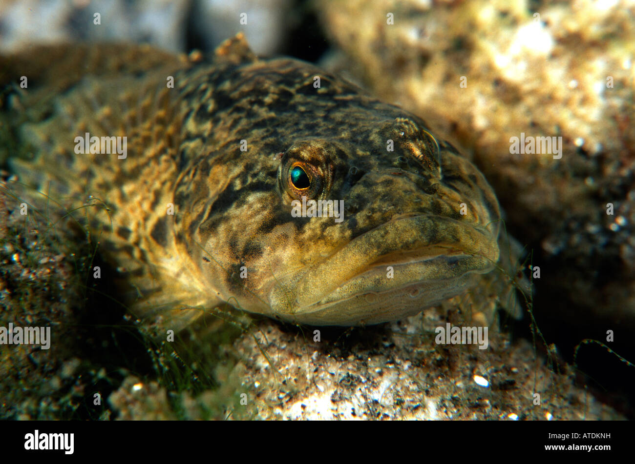 River bullhead hi-res stock photography and images - Alamy