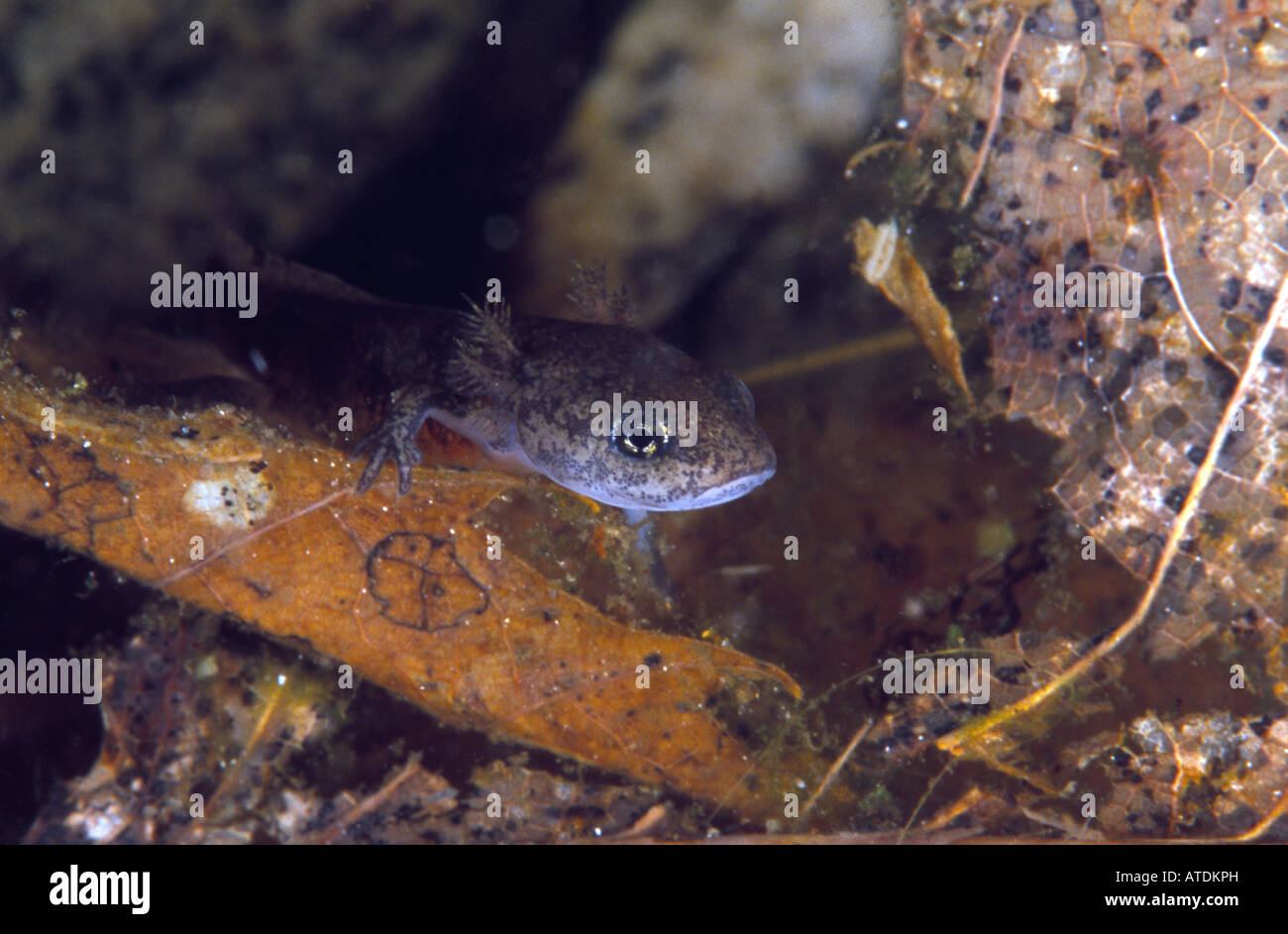 Newt Larvae High Resolution Stock Photography and Images - Alamy