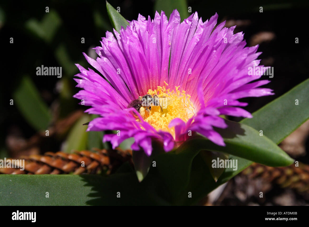 BEE INSIDE A PURPLE AND YELLOW FLOWER Stock Photo - Alamy