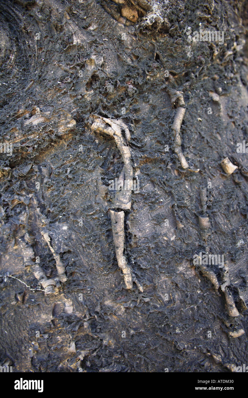 Wiggly tree hi-res stock photography and images - Alamy