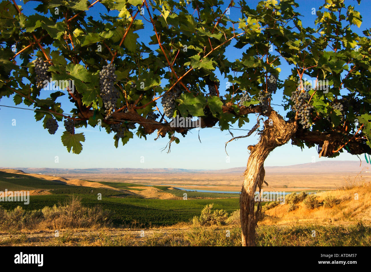 Wine grape vine in vineyard overlooking Columbia River in Washington ...