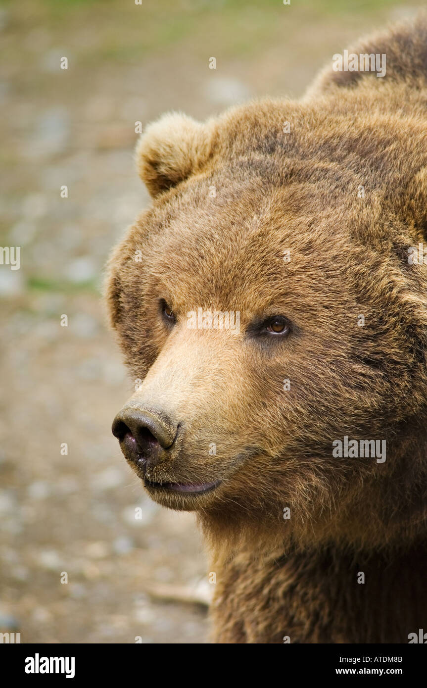 Oreo a 7 year old female Alaskan Brown Bear at the Alaska Zoo in ...
