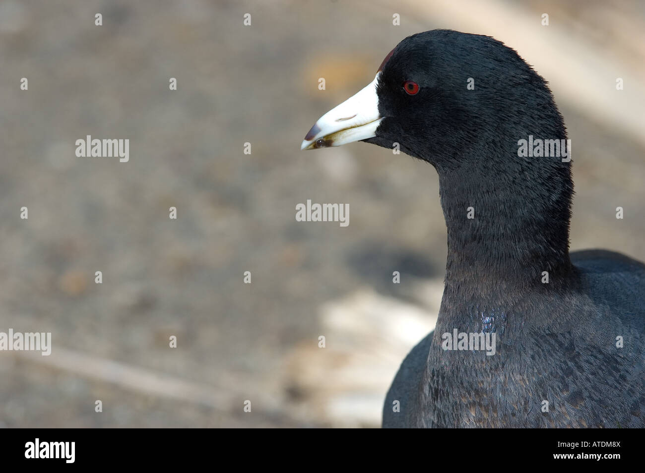 American coot feet hi-res stock photography and images - Alamy