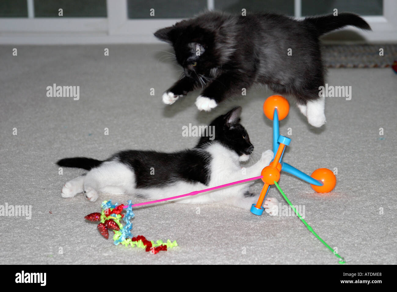 Cats playing jumping hi-res stock photography and images - Alamy