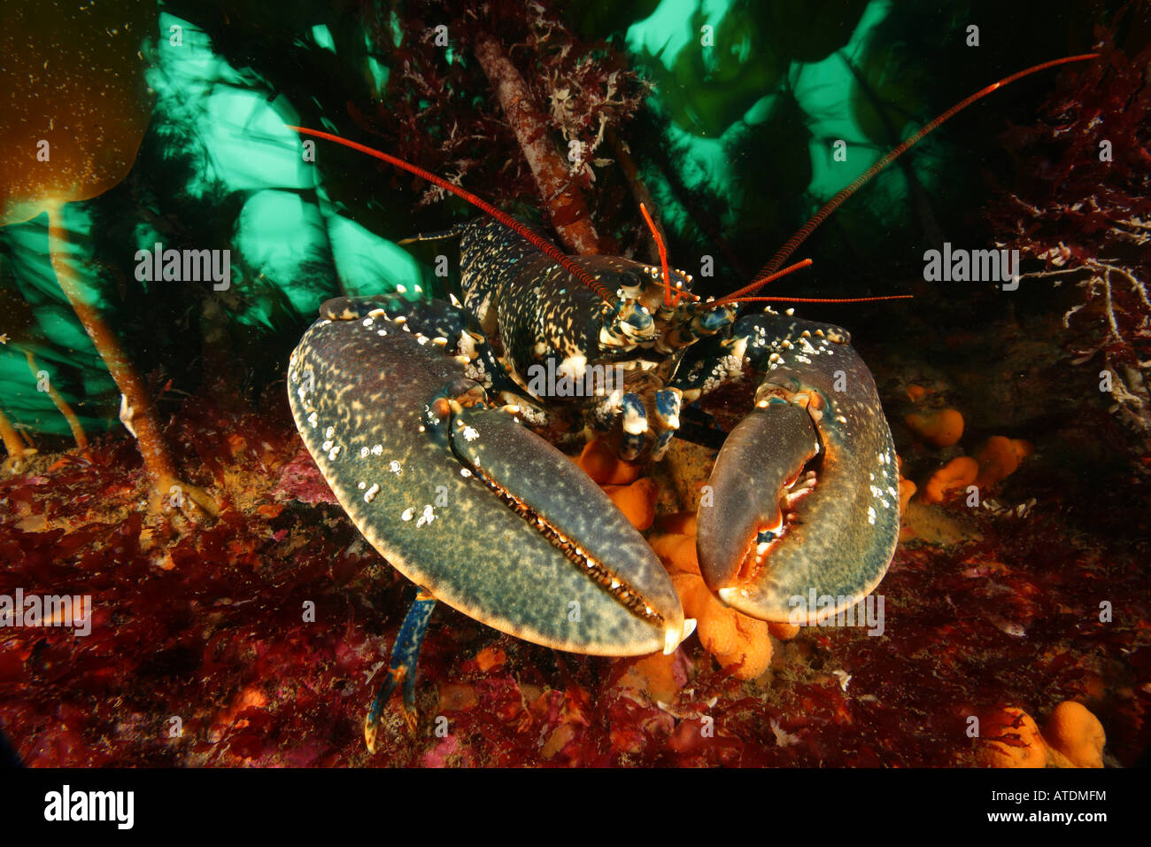 Gammarus Shrimp High Resolution Stock Photography and Images - Alamy