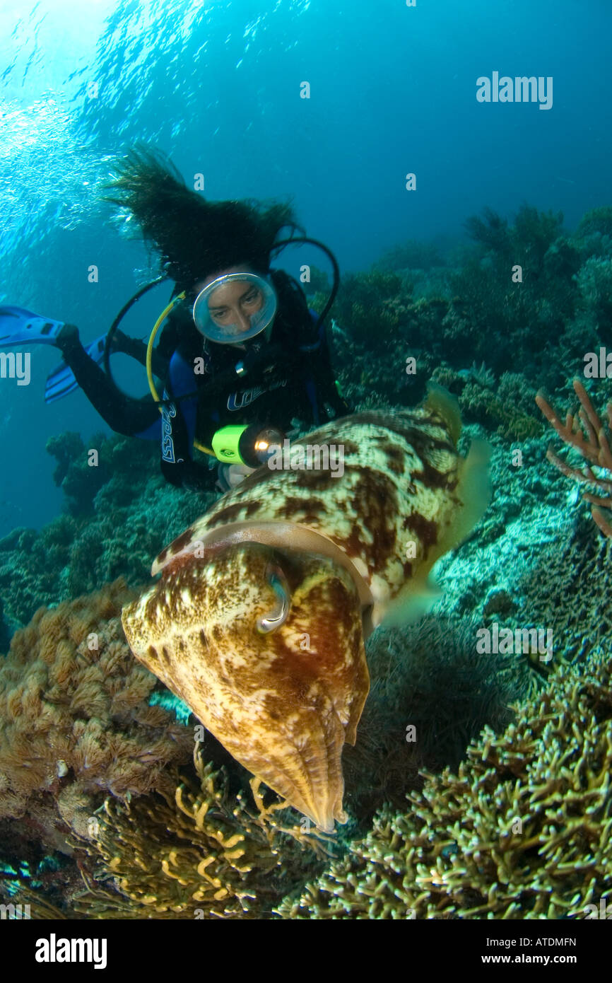 cuttlefish, underwater, ocean, sea, scuba, diving, marine life, sea ...