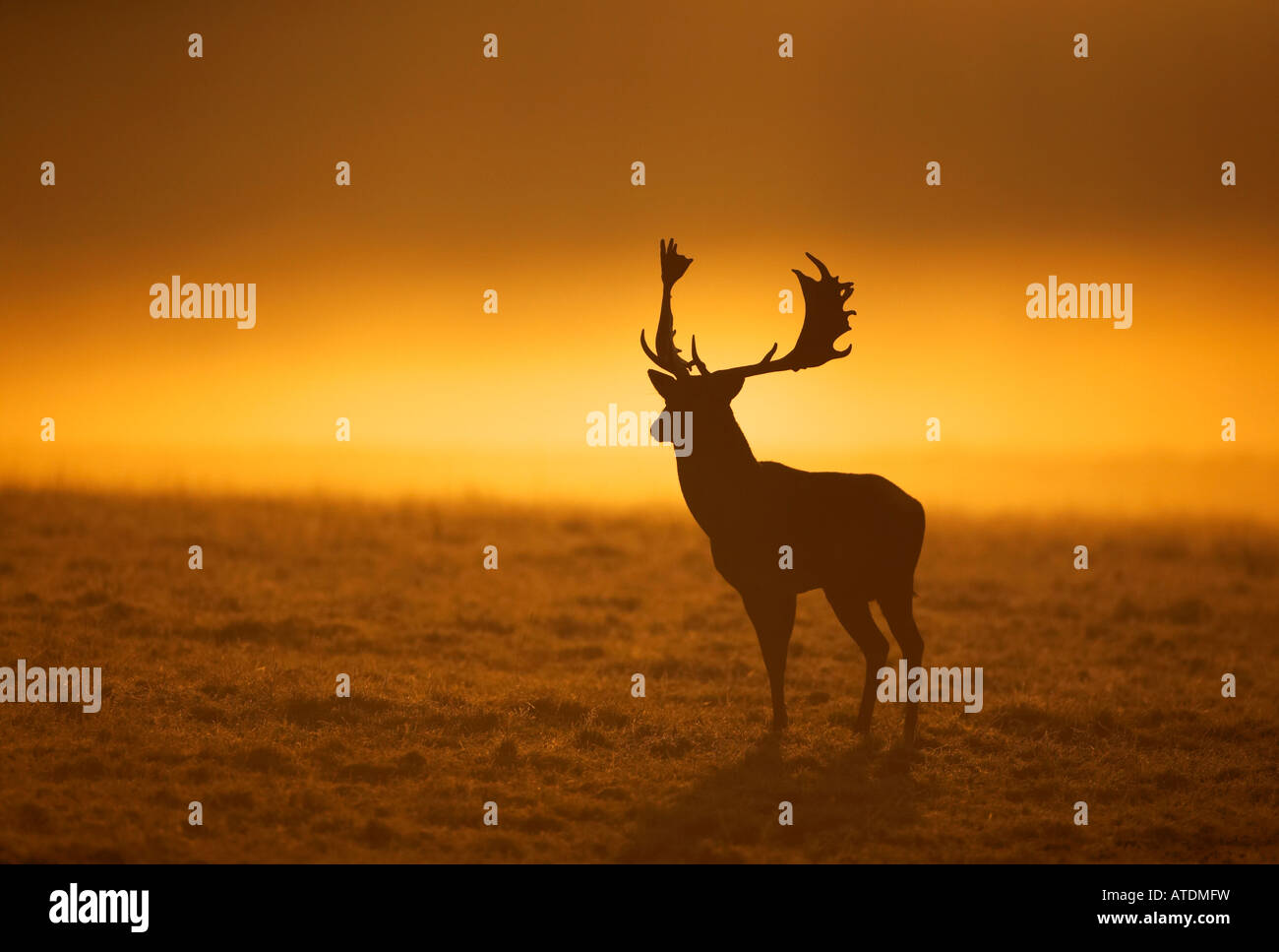 Fallow Deer Buck (Dama Dama) at dawn Stock Photo - Alamy