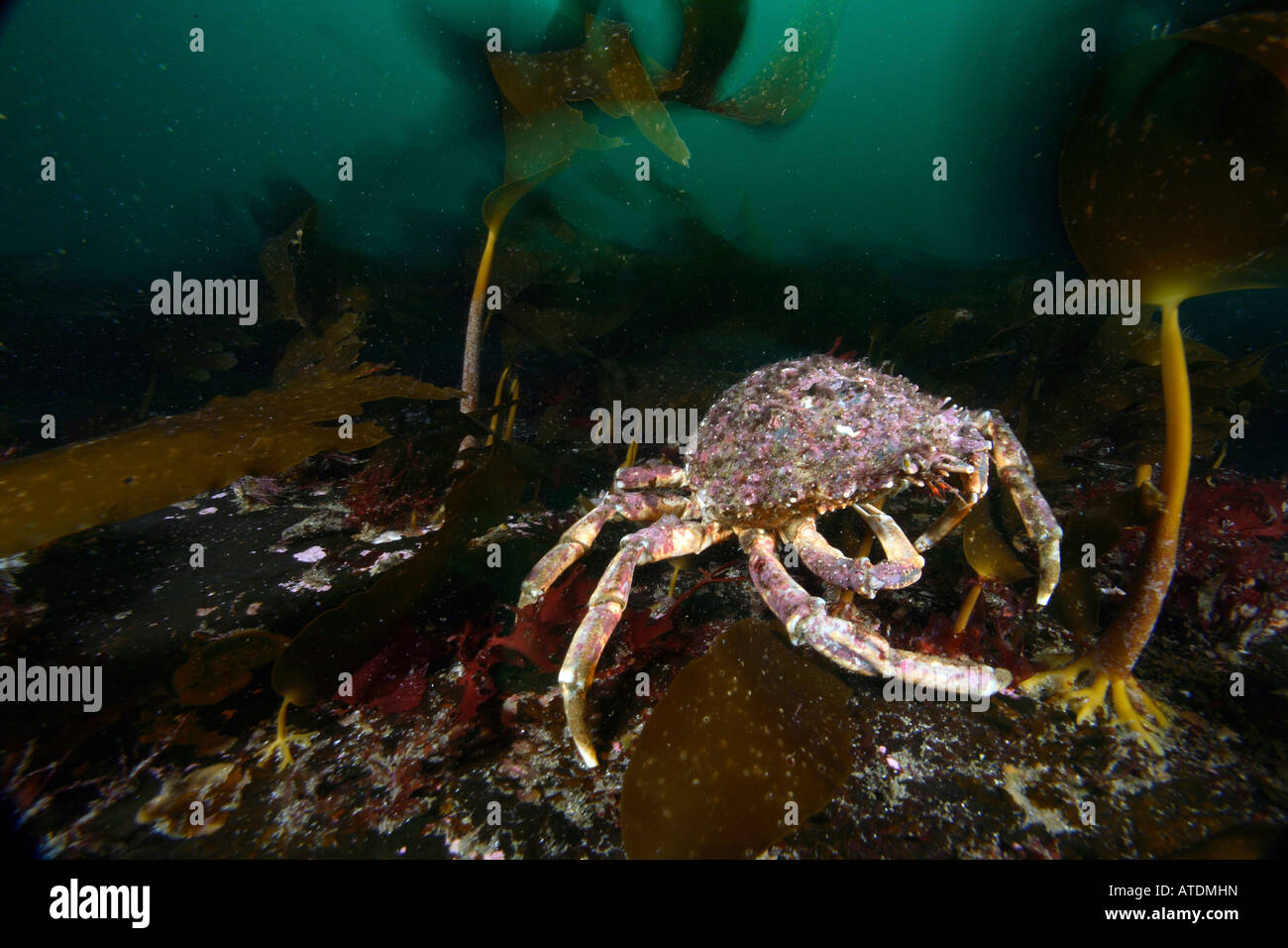 Atlantic Spider Crab Maja brachydactyla Valentia Island Atlantic ...