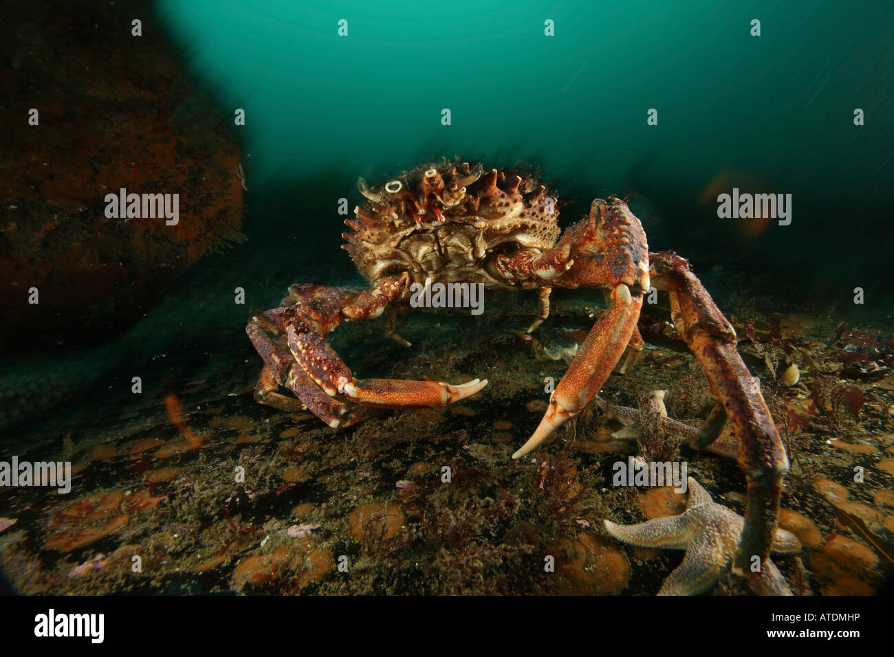Spider crab maja brachydactyla hi-res stock photography and images - Alamy