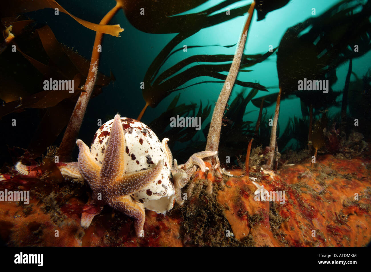 Starfish egg hi-res stock photography and images - Alamy