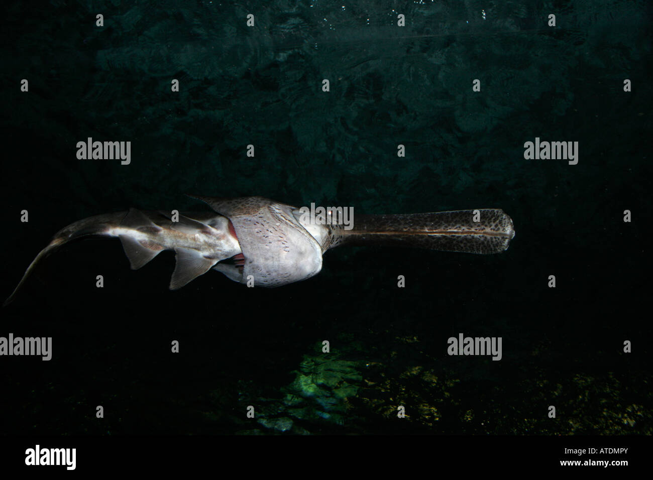 Paddlefishes hi-res stock photography and images - Alamy