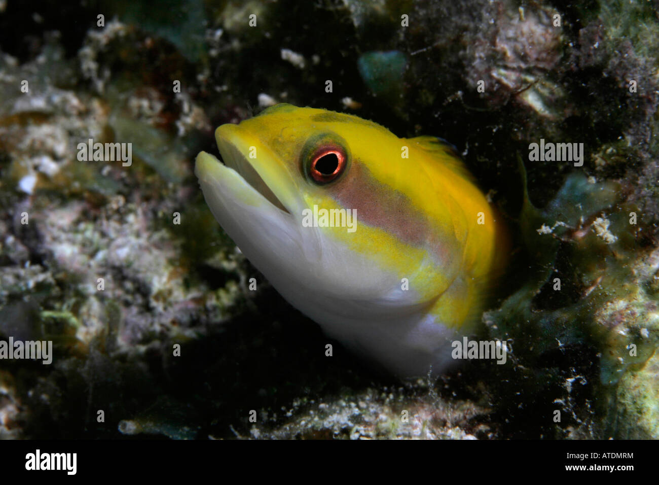 Wrasse blenny hi-res stock photography and images - Alamy