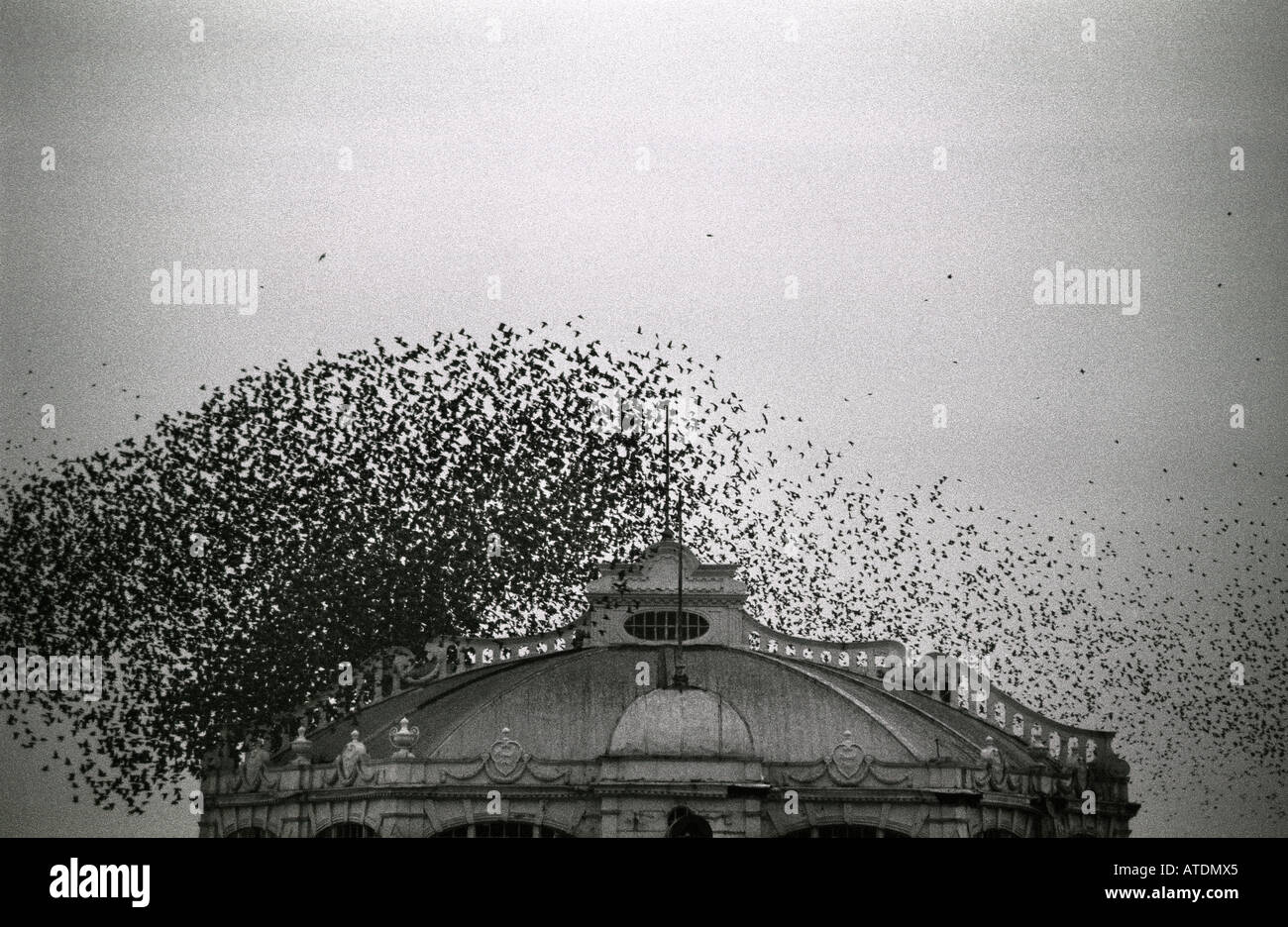 Thousands of starlings flock together and swirl like a wisp of smoke as ...