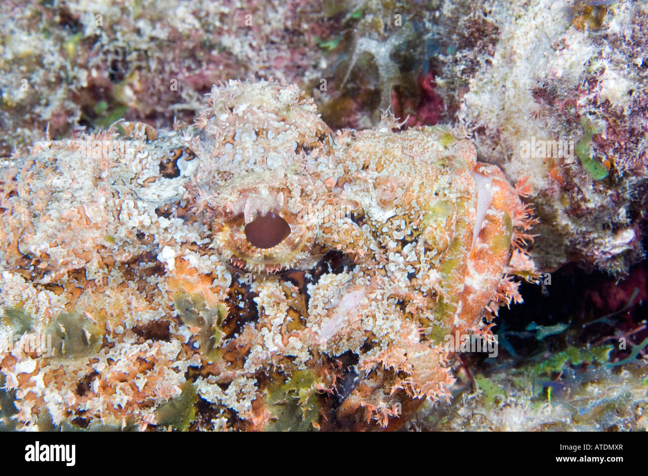 Spotted Scorpionfish High Resolution Stock Photography and Images - Alamy