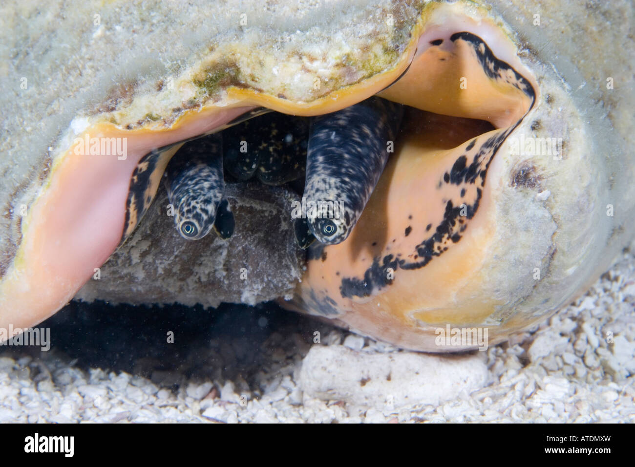 Queen conch underwater hi-res stock photography and images - Alamy