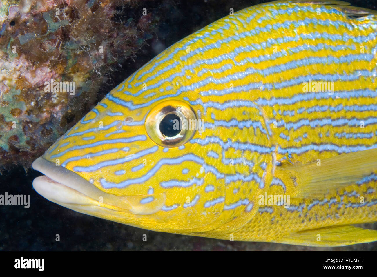 Haemulon sciurus hi-res stock photography and images - Alamy