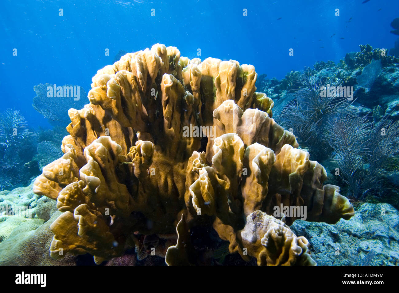 Blade Fire Coral High Resolution Stock Photography and Images - Alamy