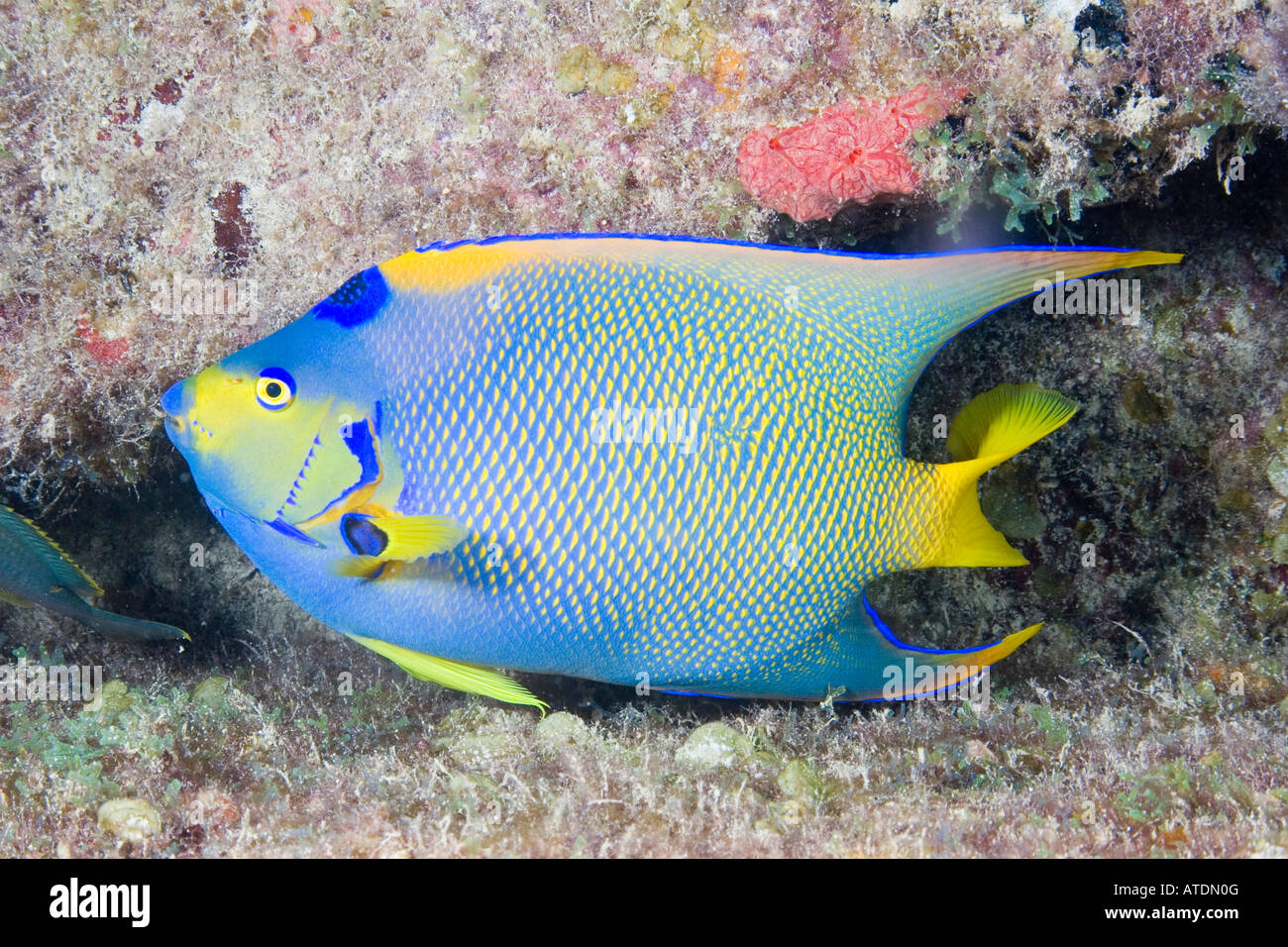 Holacanthus Ciliaris High Resolution Stock Photography and Images - Alamy
