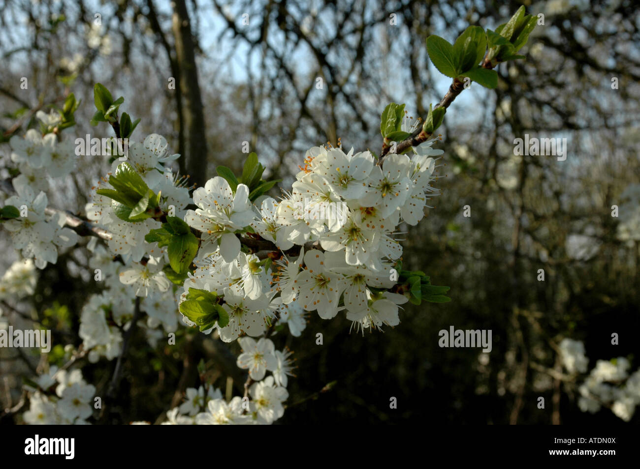 Perry pear tree hi-res stock photography and images - Alamy