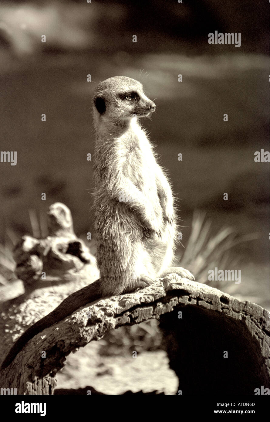 black and white photo of a MEERCAT Stock Photo - Alamy