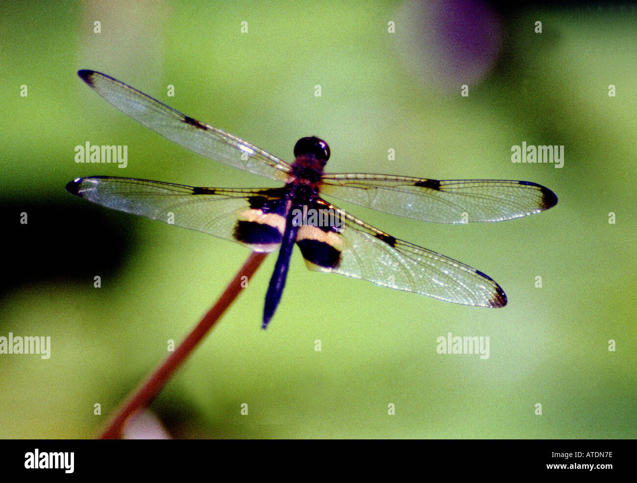 DRAGONFLY SITTING ON A PLANT WITH ITS WINGS SPREAD Stock Photo - Alamy