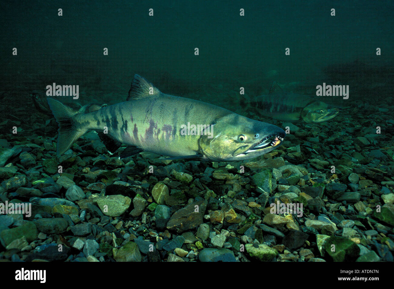 Chum or Dog Salmon Oncorhynchus keta Owens Creek Alaska Stock Photo - Alamy
