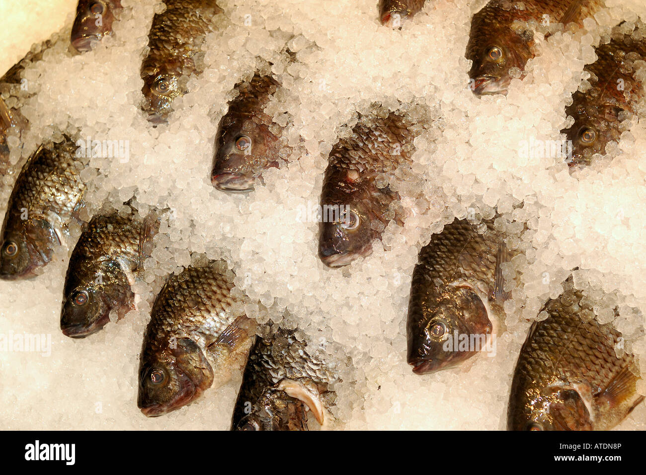 Tilapia Oreochromis sp Stock Photo - Alamy