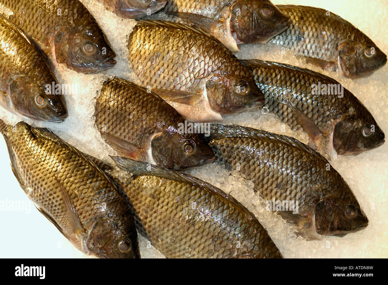 Tilapia Oreochromis sp Stock Photo - Alamy
