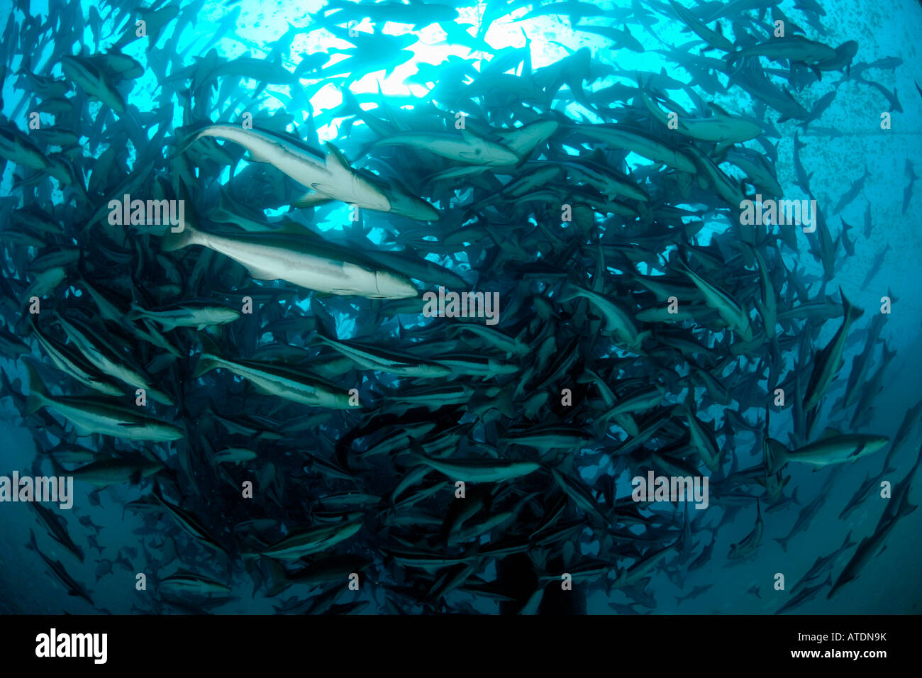 Cobia farming hi-res stock photography and images - Alamy