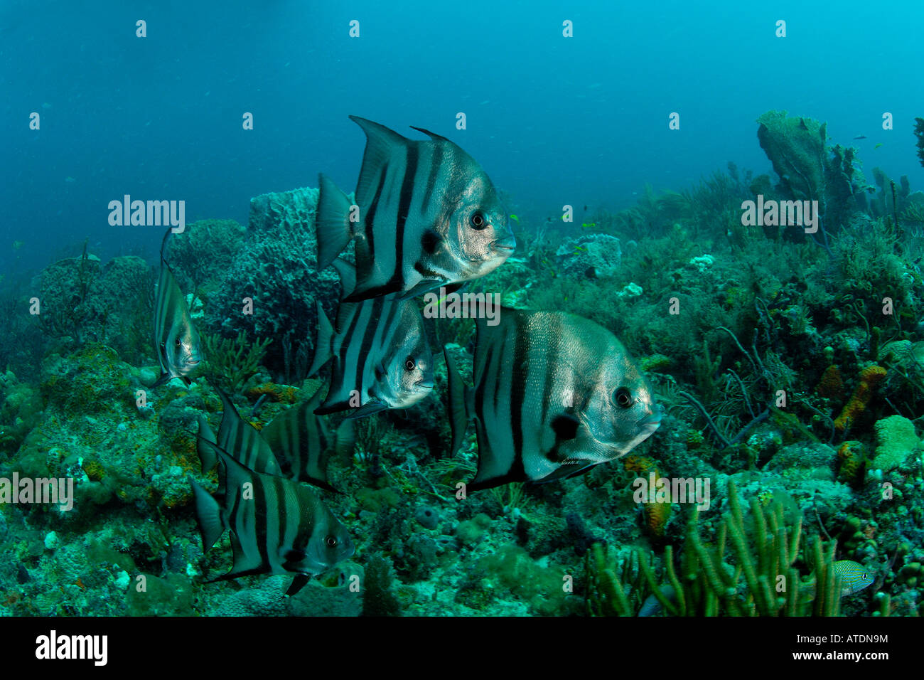 Atlantic spadefish Chaetodipterus faber Florida Atlantic Ocean Stock ...