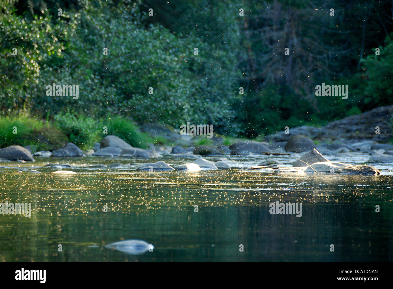 Midge hatch hi-res stock photography and images - Alamy