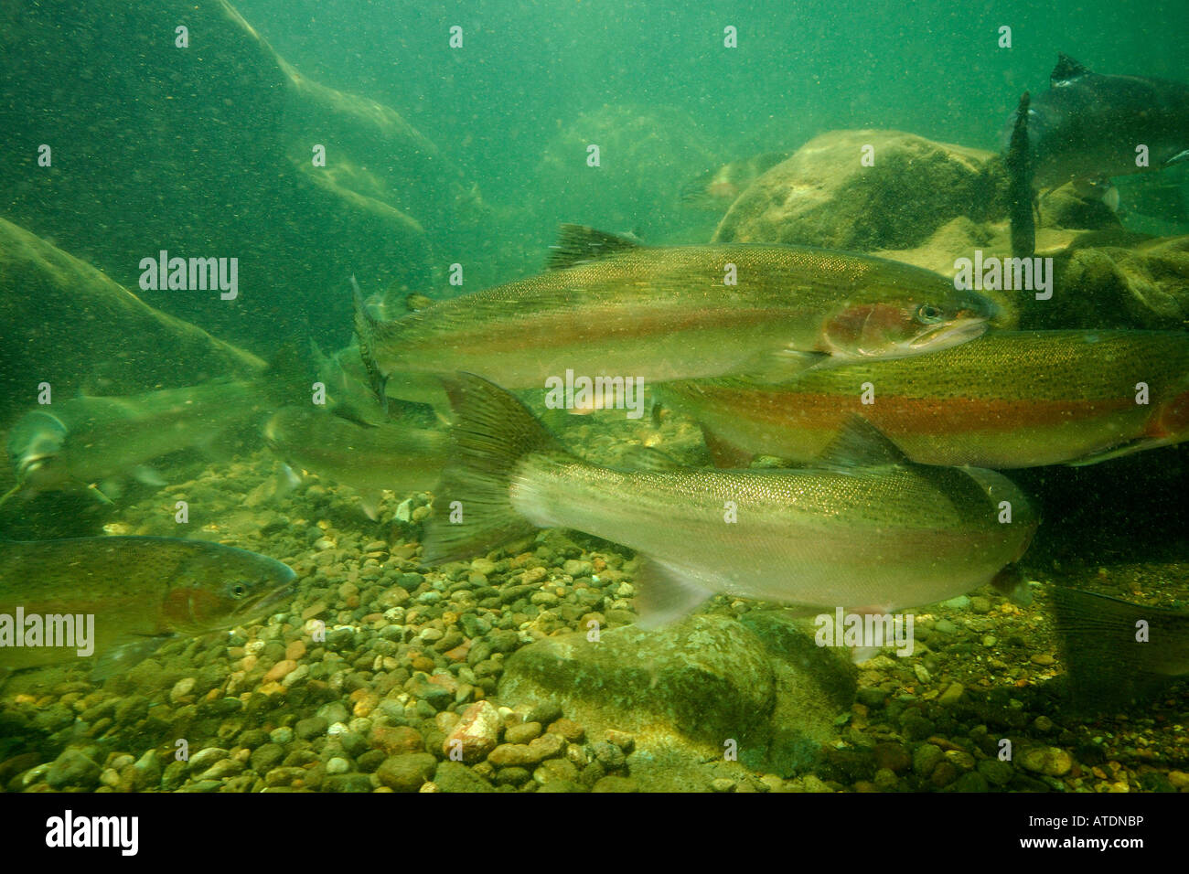 Oregon steelhead underwater hi-res stock photography and images - Alamy