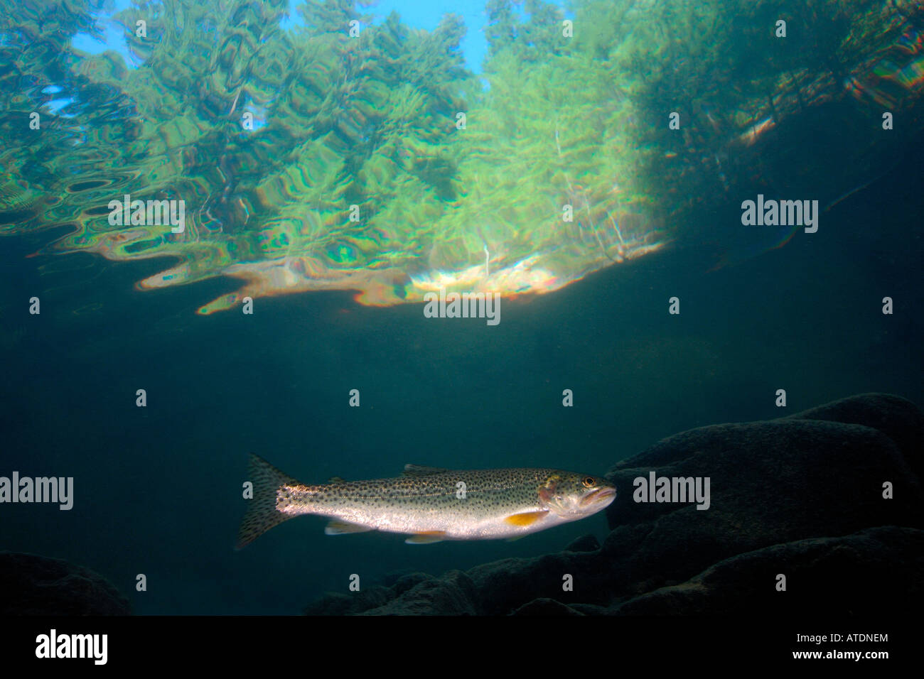 Coastal cutthroat trout Oncorhynchus clarki clarki Umpqua National ...