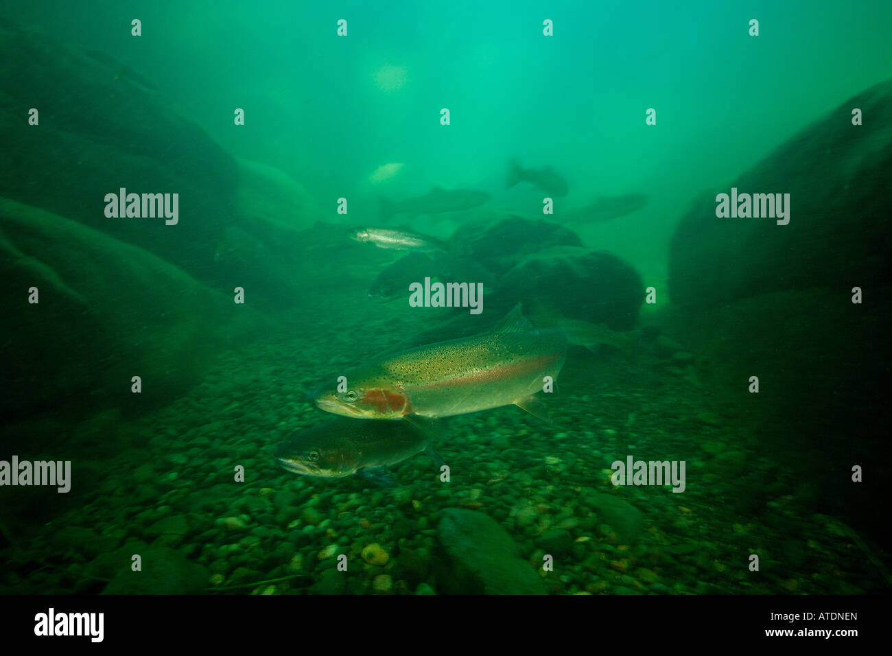 Oregon steelhead underwater hi-res stock photography and images - Alamy