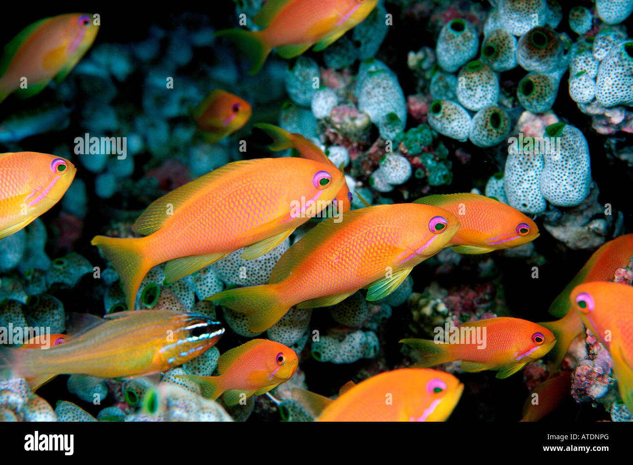 Fairy basslet Pseudanthias sp Fiji Pacific Ocean Stock Photo - Alamy